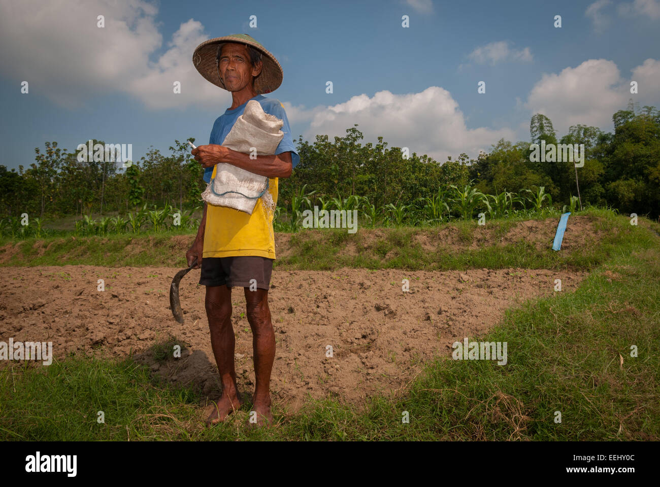 Java Javanese Rice Paddy Field High Resolution Stock Photography and ...