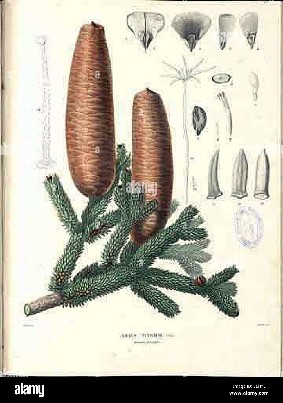 Native evergreen tree of the mediterranean region hi-res stock ...