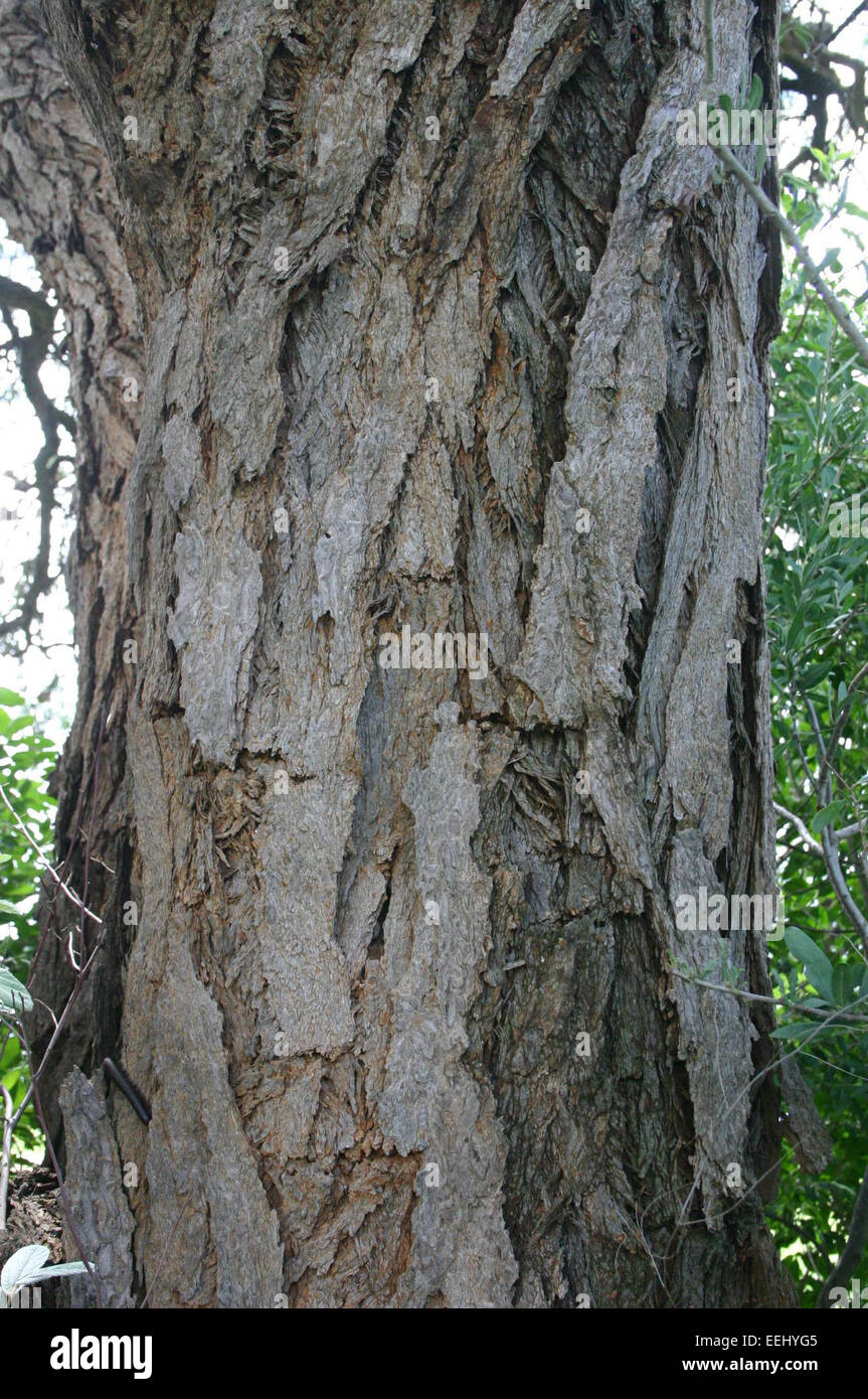 Acacia erioloba, commonly known as camel thorn, is a tree native to ...
