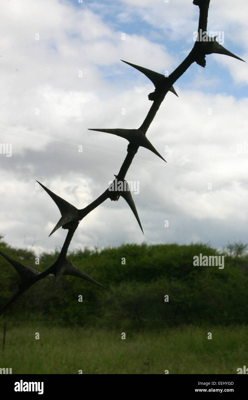 Acacia erioloba, known as the camel thorn, is a tree native to southern ...