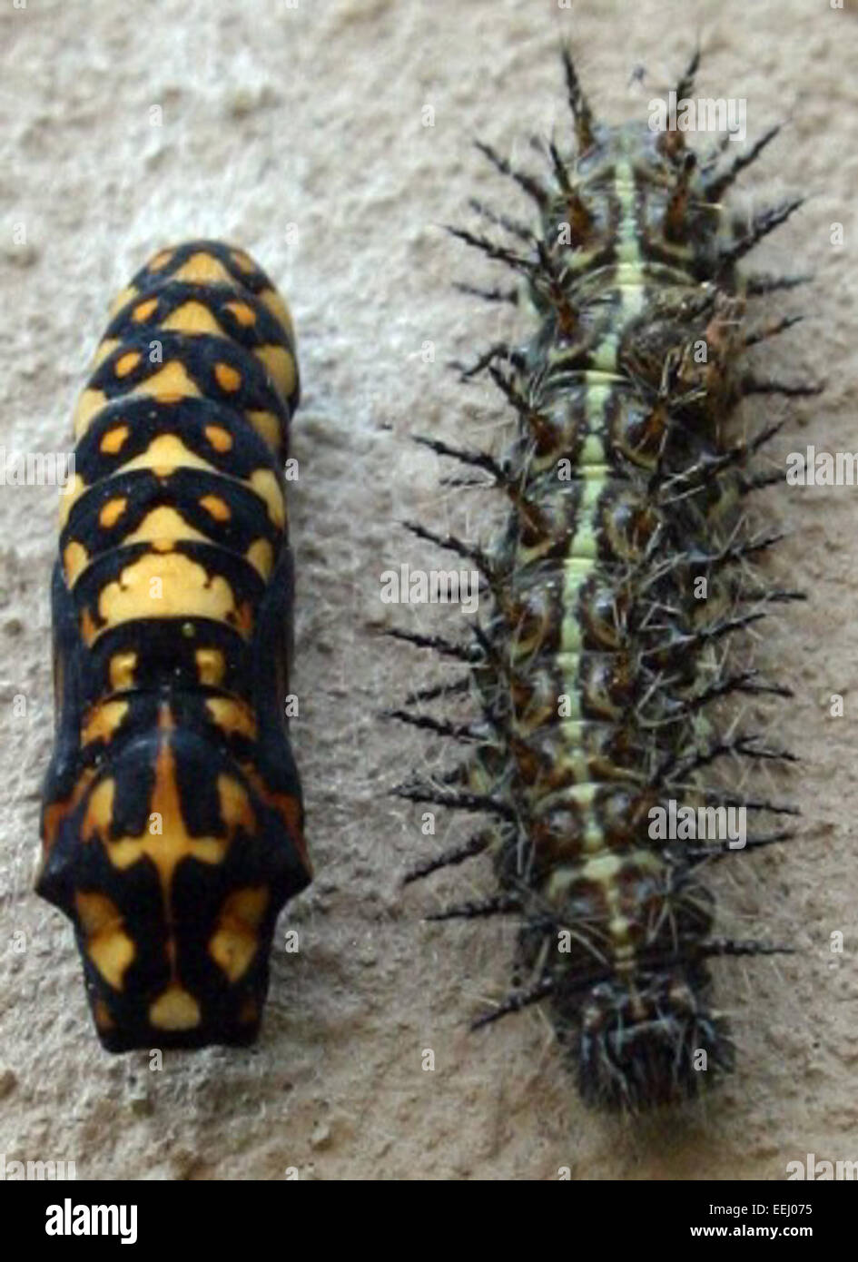 Acraea horta hi-res stock photography and images - Alamy