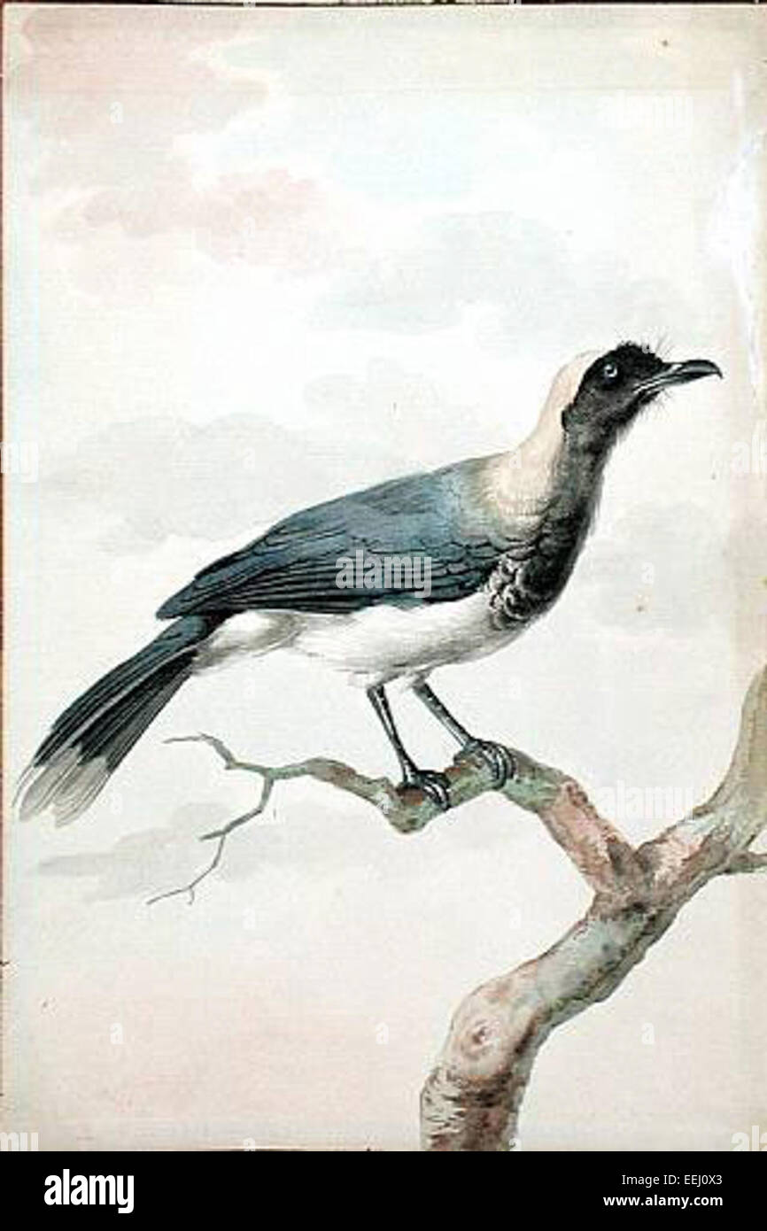 Aert schouman hi-res stock photography and images - Alamy