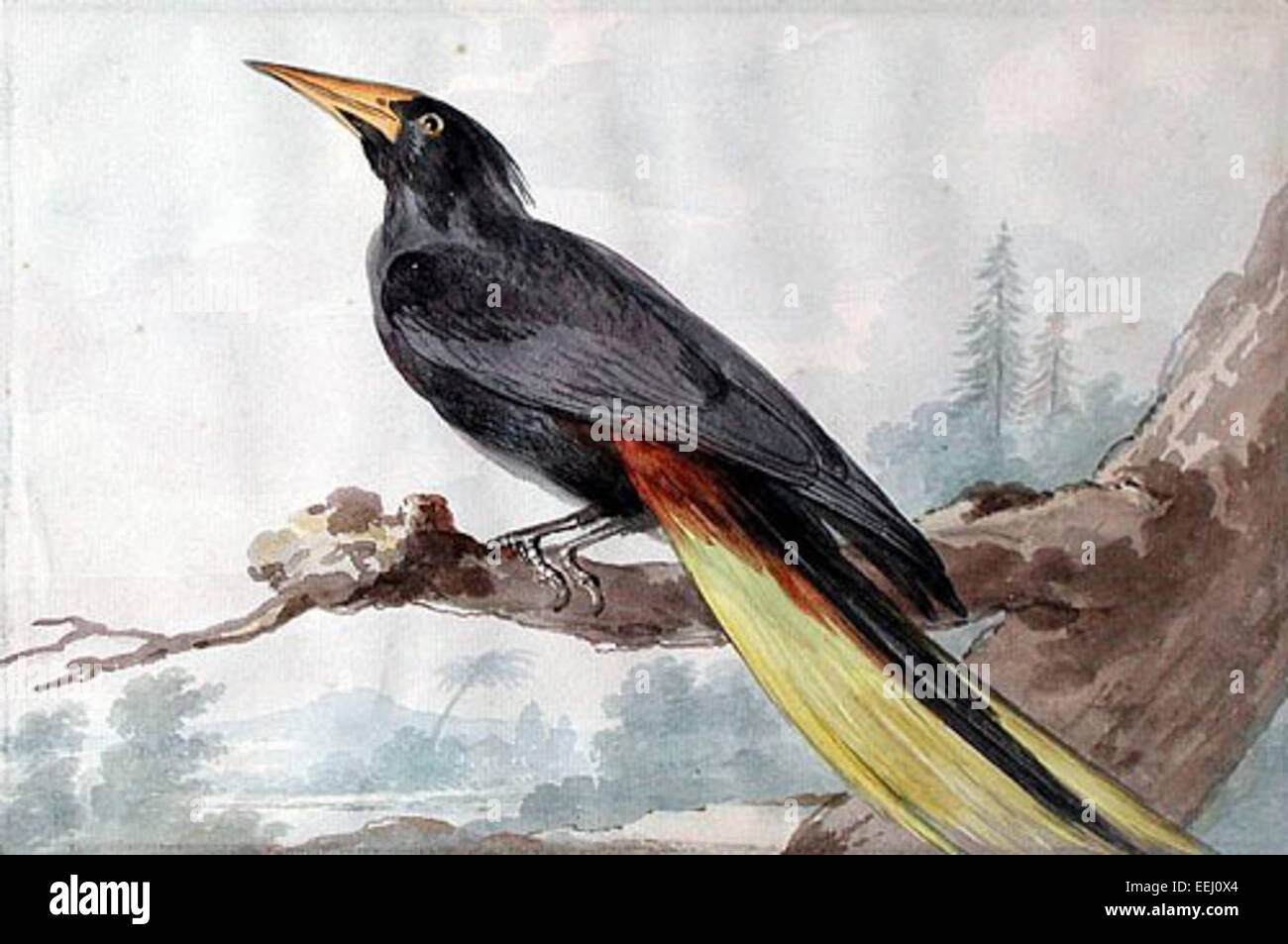 Aert Schouman High Resolution Stock Photography and Images - Alamy