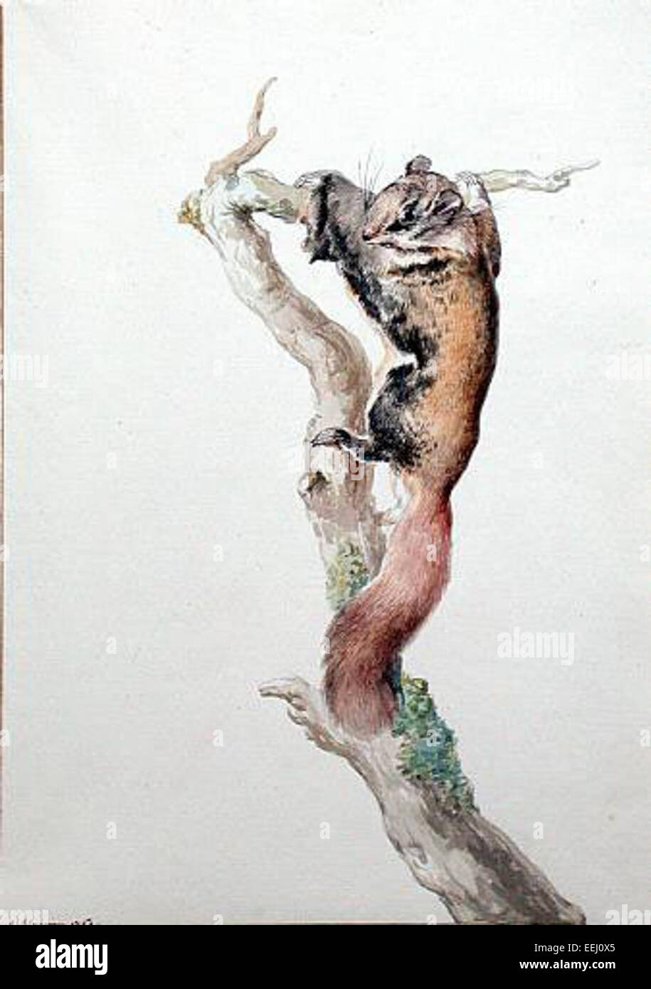 Aert schouman hi-res stock photography and images - Alamy