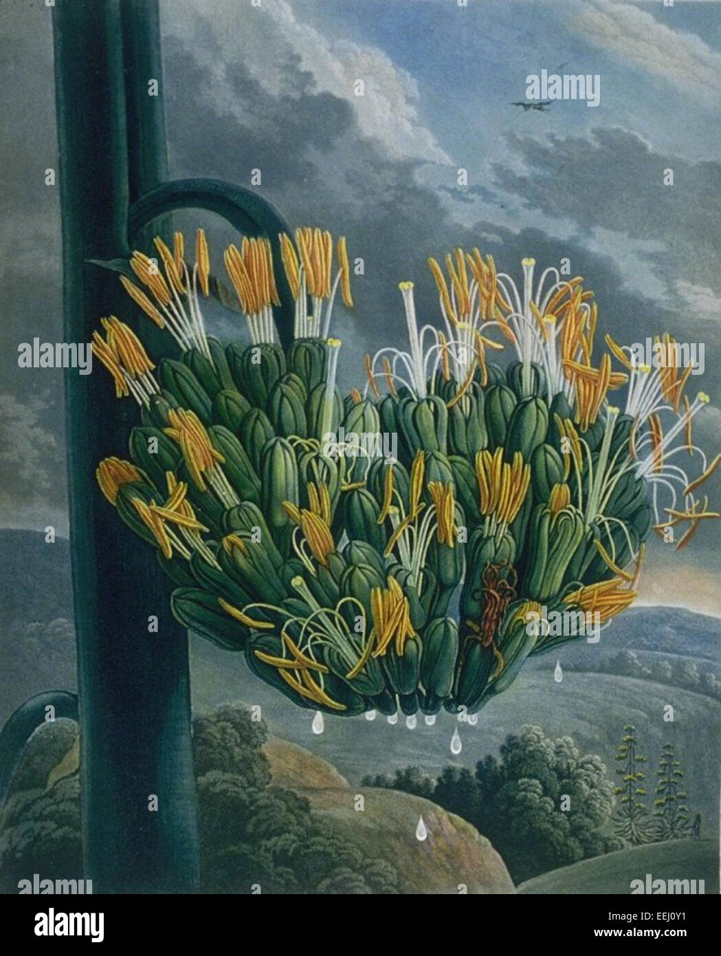 Agave americana, commonly known as the century plant, is a species of ...