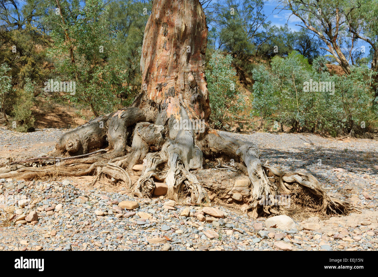 Tap Root Eucalyptus Tree