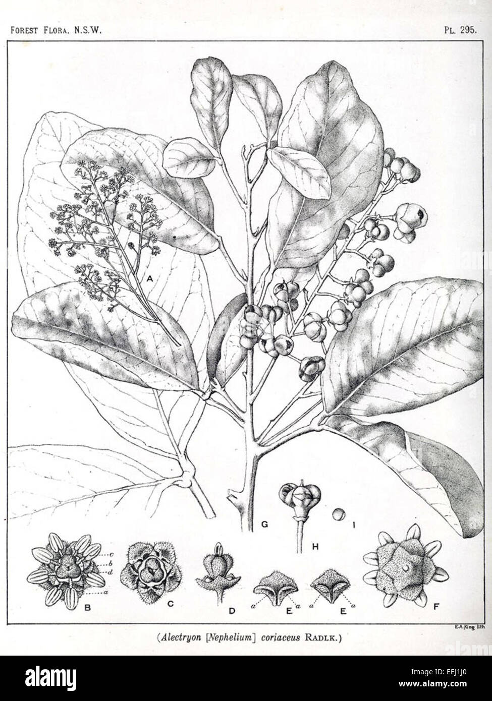 Alectryon coriaceus is a species of plant native to the rainforests of ...