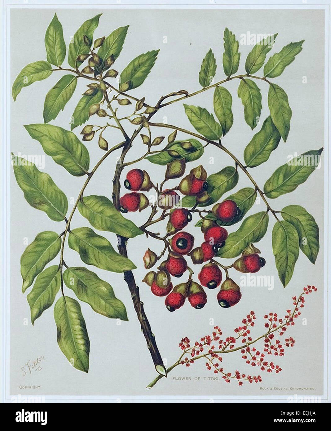 A excelsus hi-res stock photography and images - Alamy