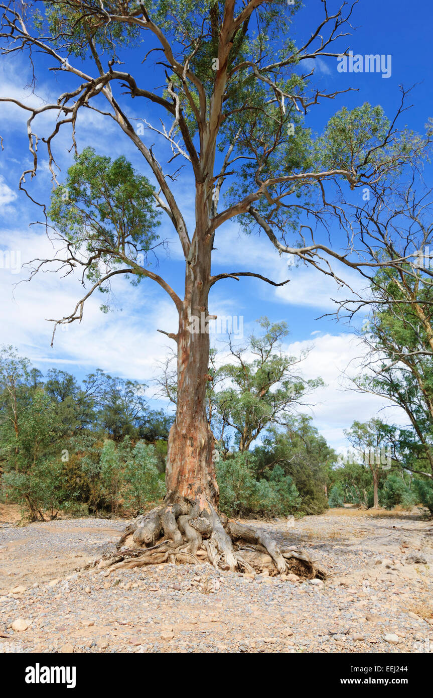 Eucalyptus growing in a dry creekbed, North Flinders Range, South ...