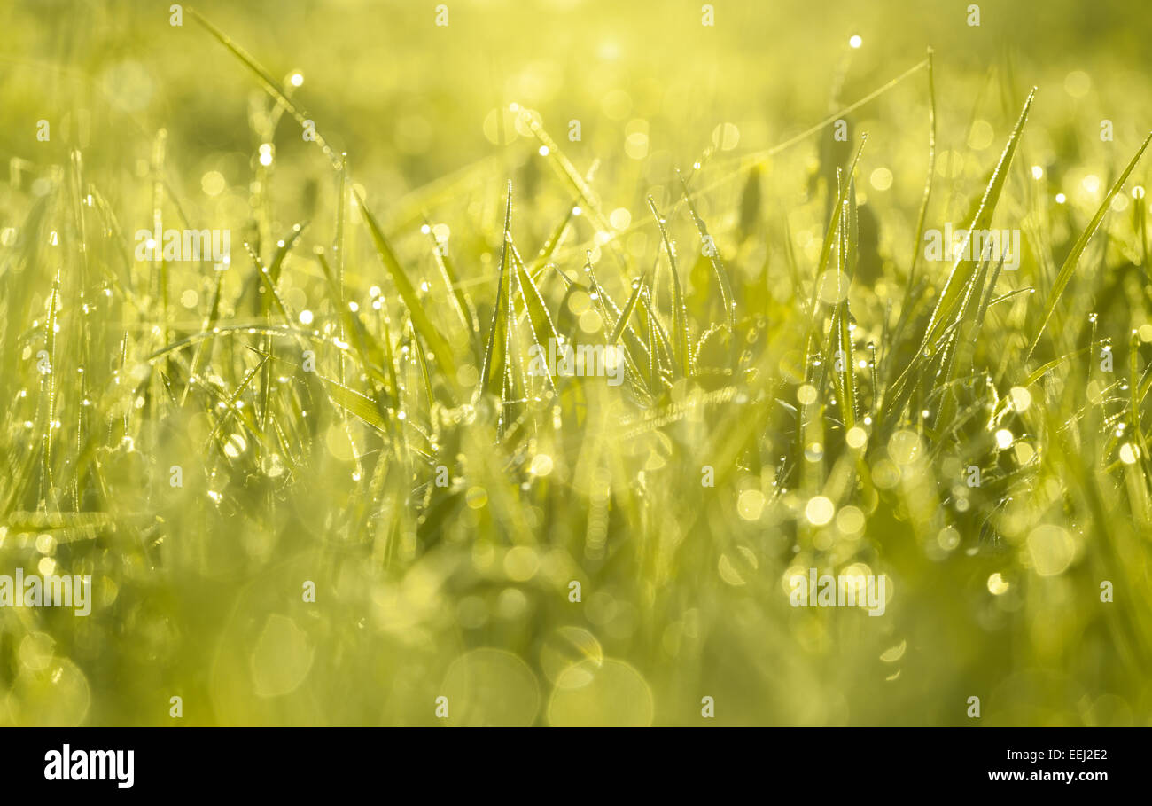 green grass on a field from a blur background Stock Photo - Alamy