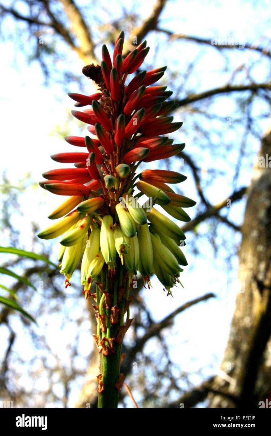 Aloe mutabilis hi-res stock photography and images - Alamy