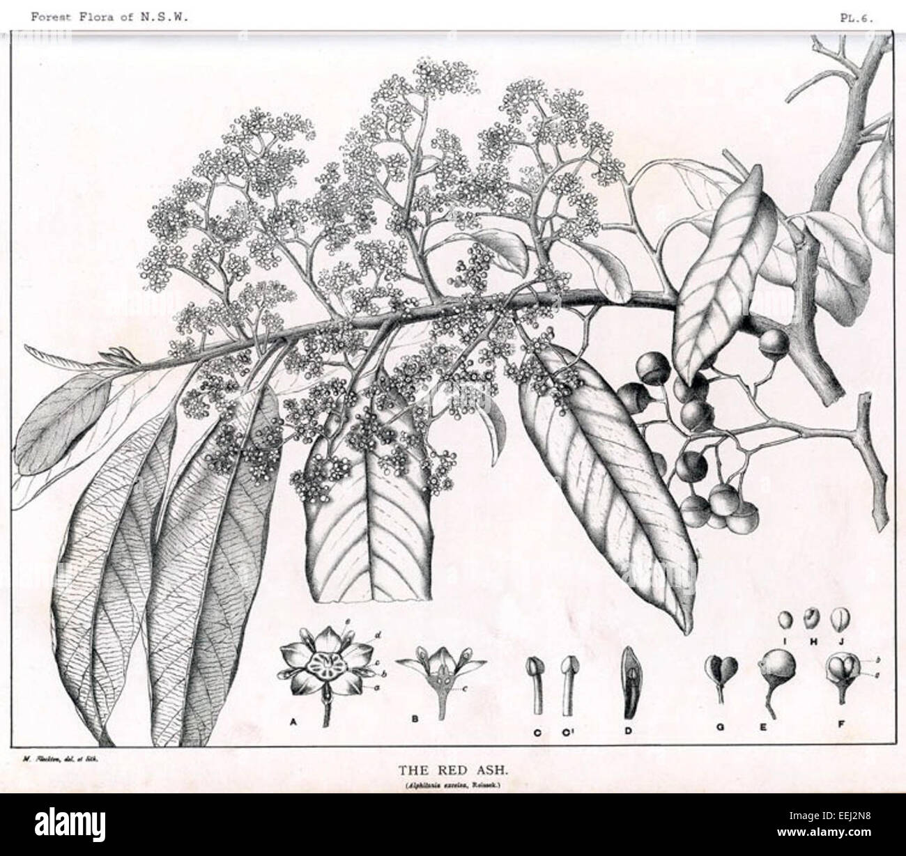 Alphitonia excelsa, commonly known as the Red Ash, is a tree species ...