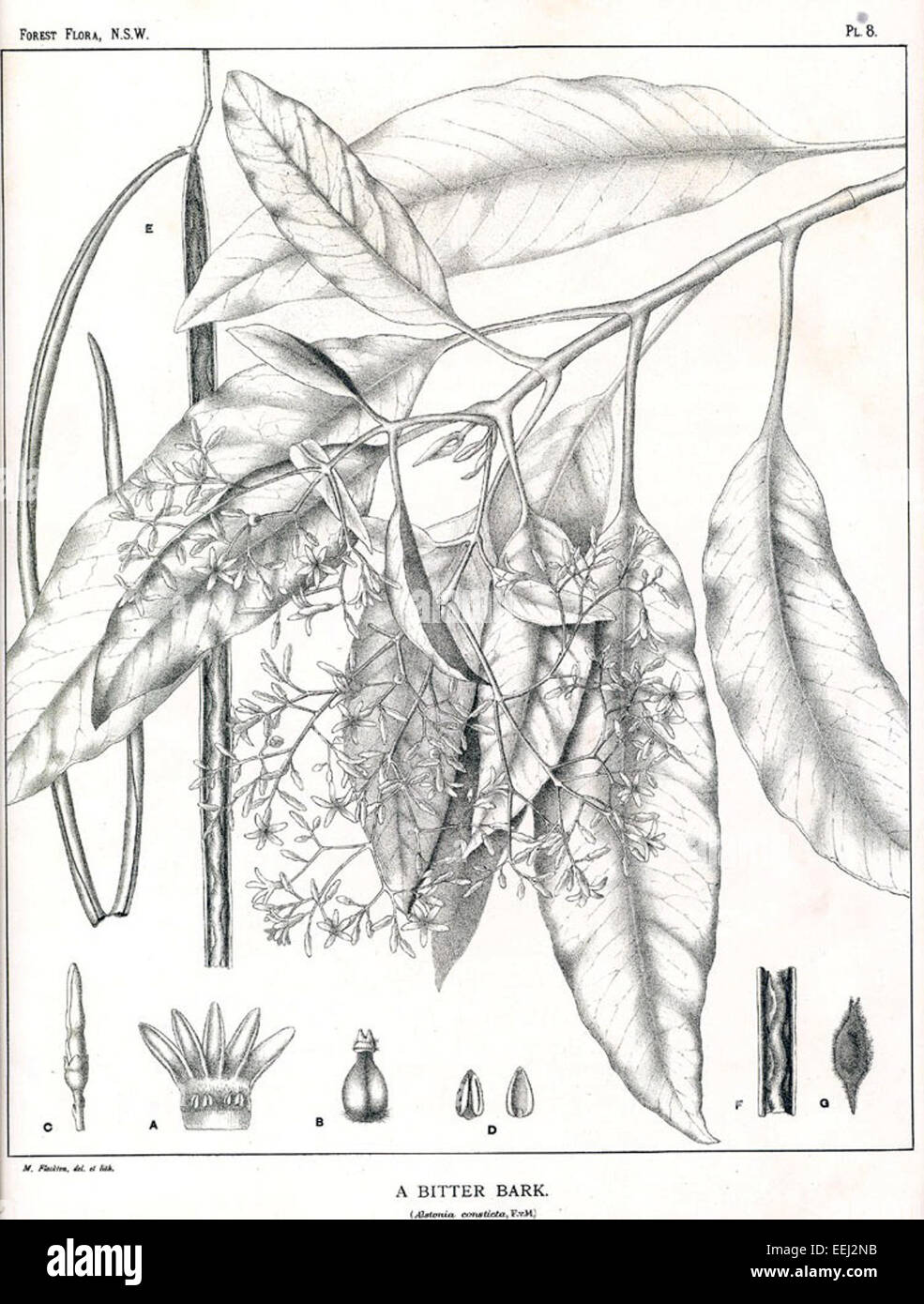 Alstonia constricta, commonly known as the Queensland dogwood, is a ...