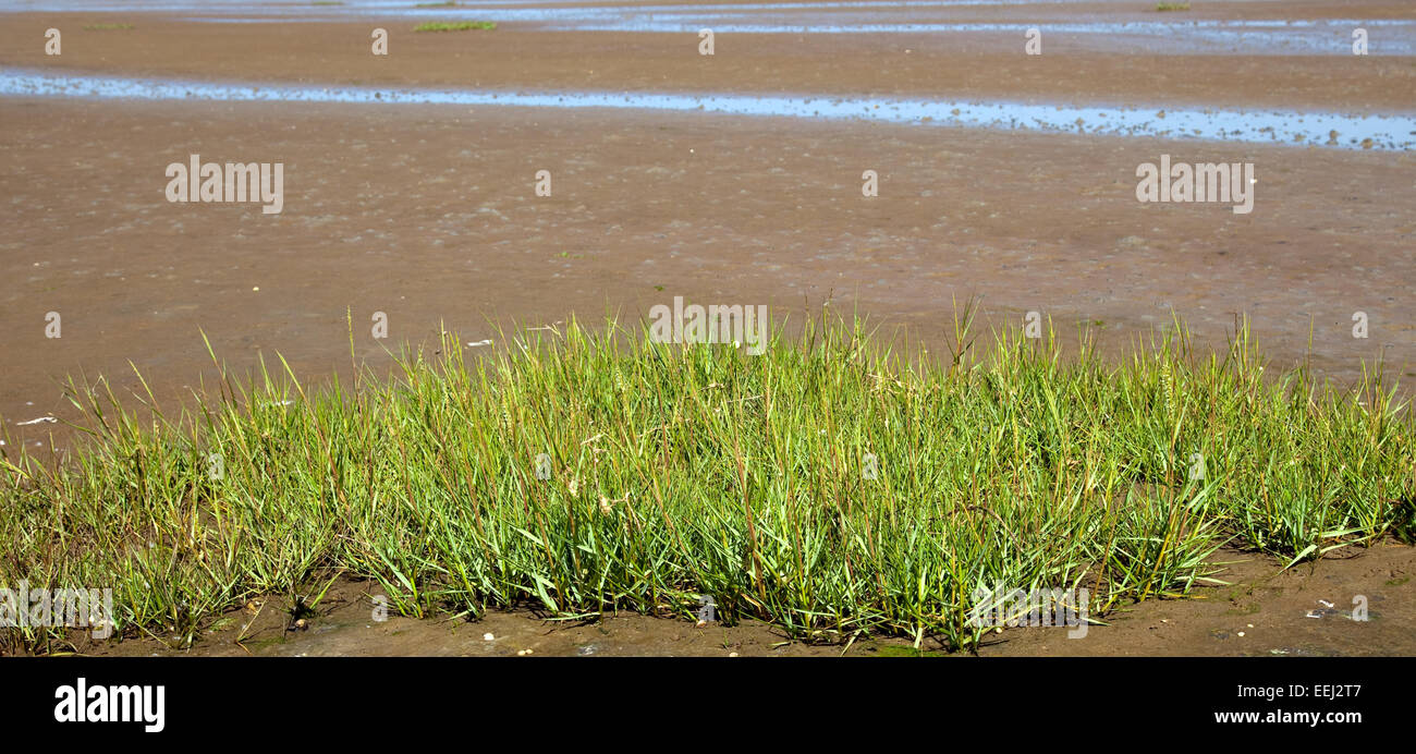 Danish wadden sea national park Stock Photo - Alamy