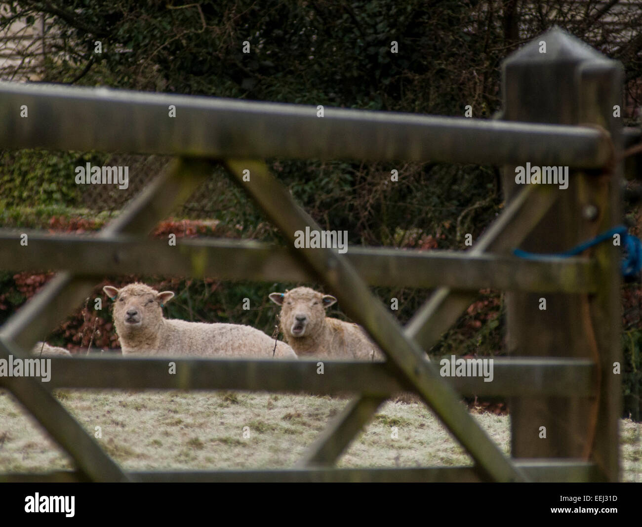 Sheep gate hi-res stock photography and images - Alamy