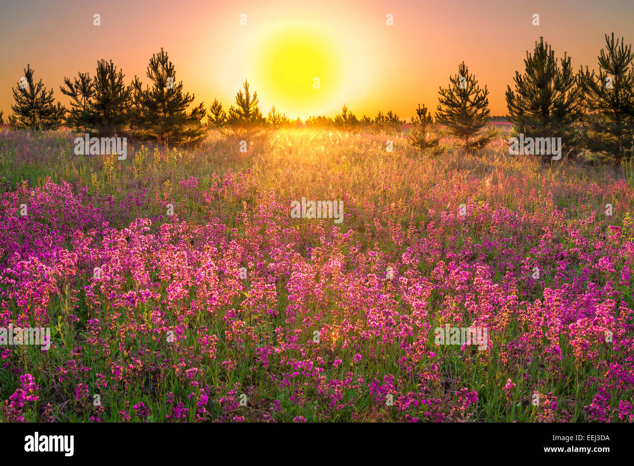 landscape with the sunrise and blossoming meadow Stock Photo - Alamy