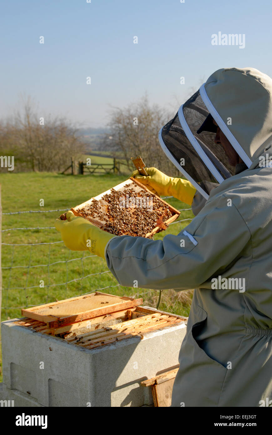 Hive inspection hi-res stock photography and images - Alamy