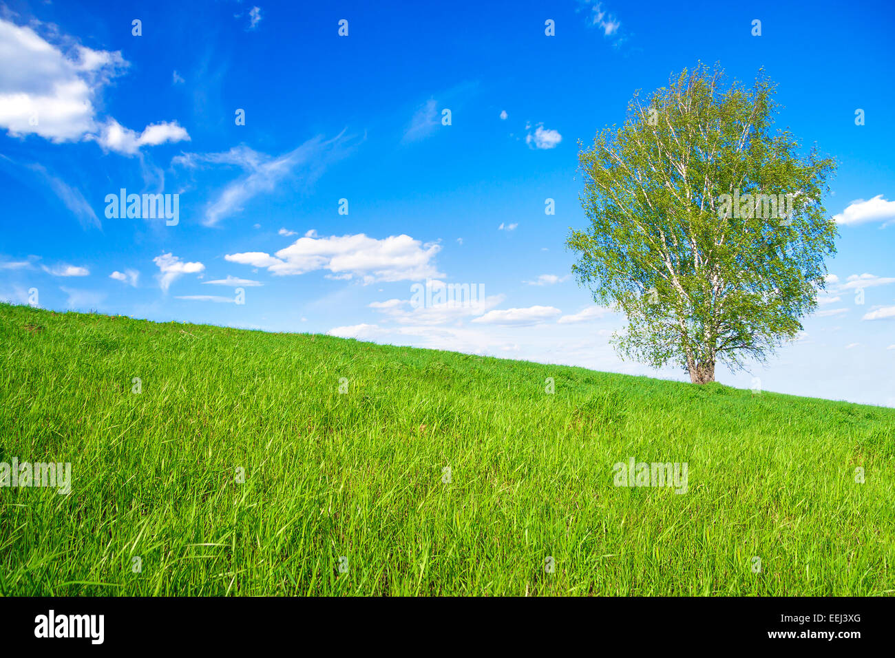 spring landscape with a one only tree in the field Stock Photo - Alamy