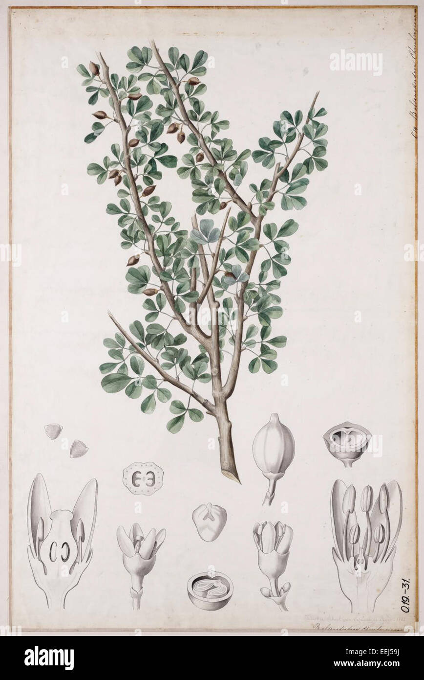 Balsamodendron ehrenbergianum, also known as the incense tree, is ...