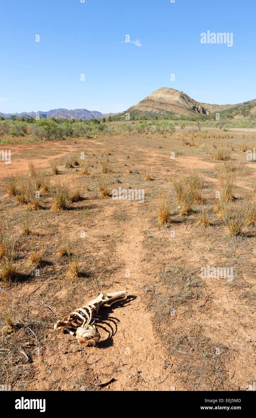 Emu Skeleton, Flinders Ranges, South Australia Stock Photo - Alamy