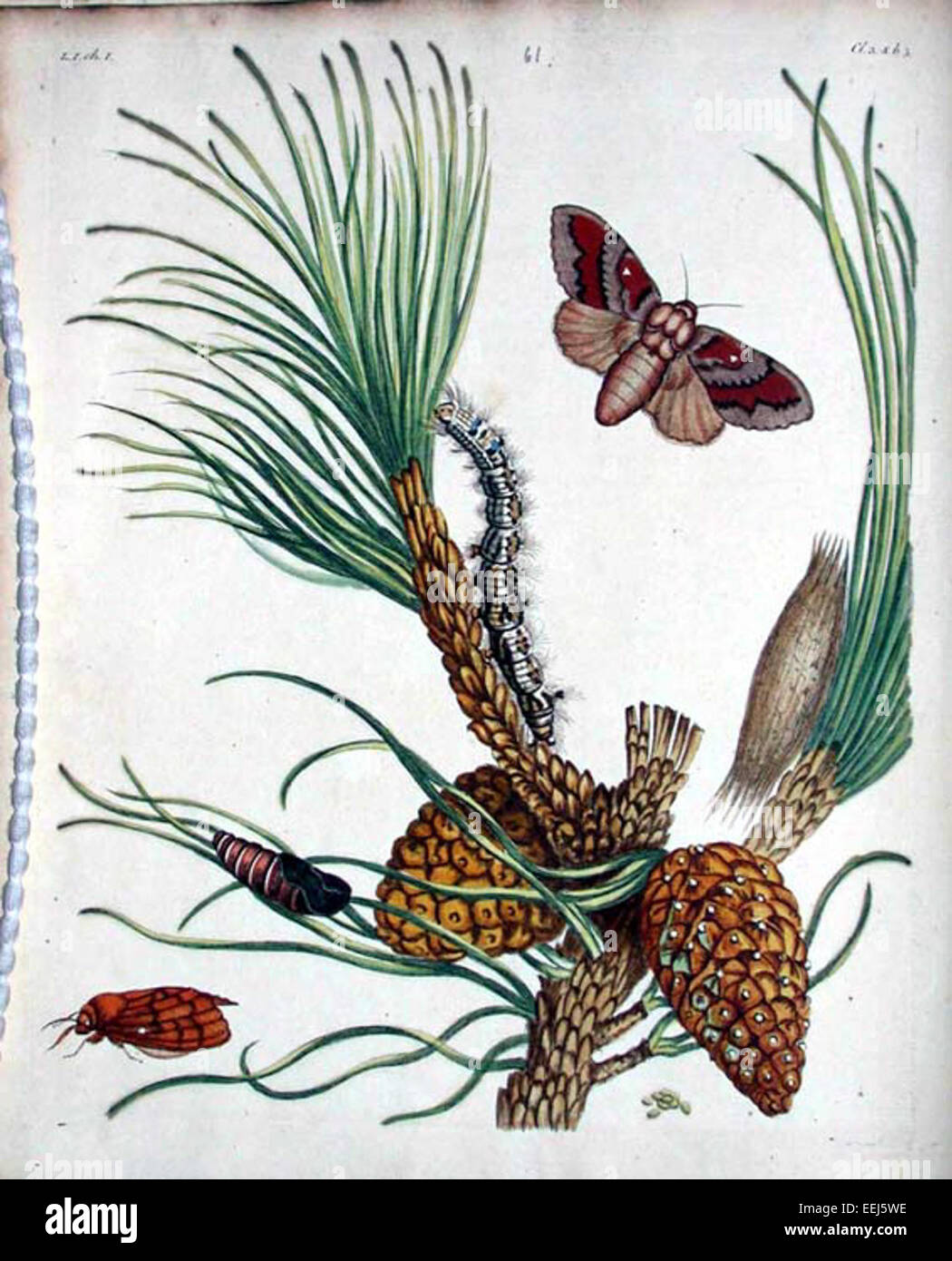 Benjamin Wilkes (18th century) was an English botanist and illustrator ...