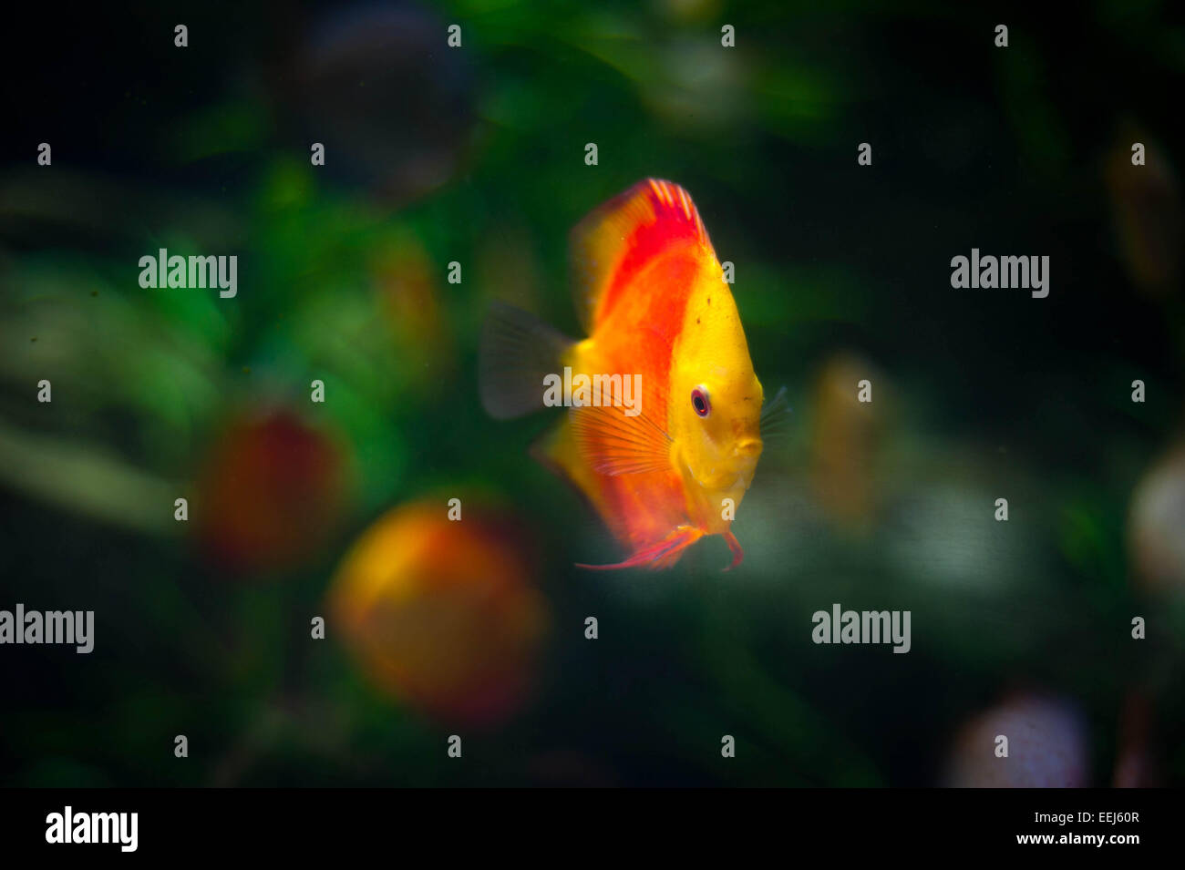 Orange fish at the Beijing Aquarium, Beijing, China Stock Photo - Alamy