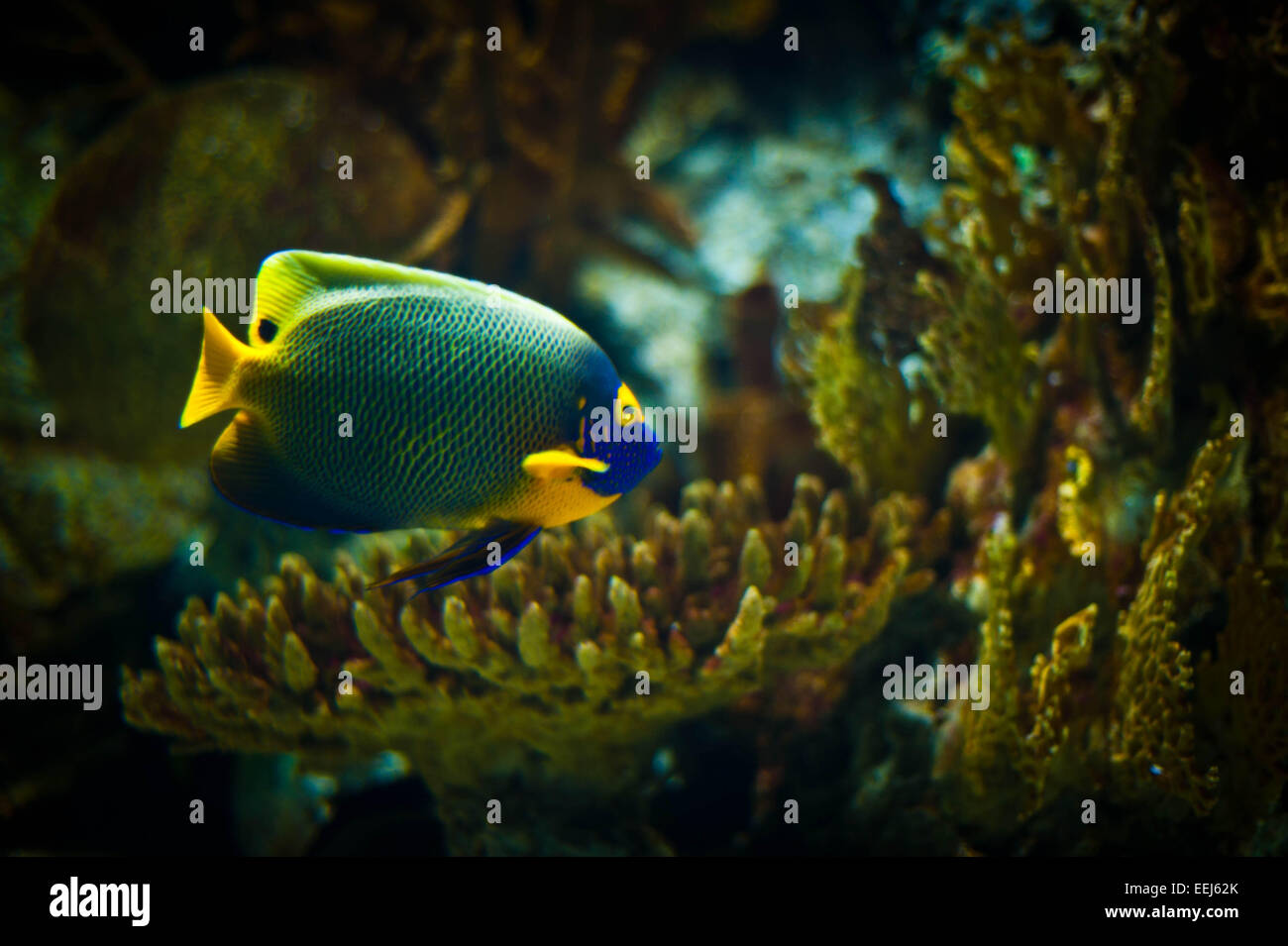 Fish at the Beijing Aquarium, Beijing, China Stock Photo - Alamy