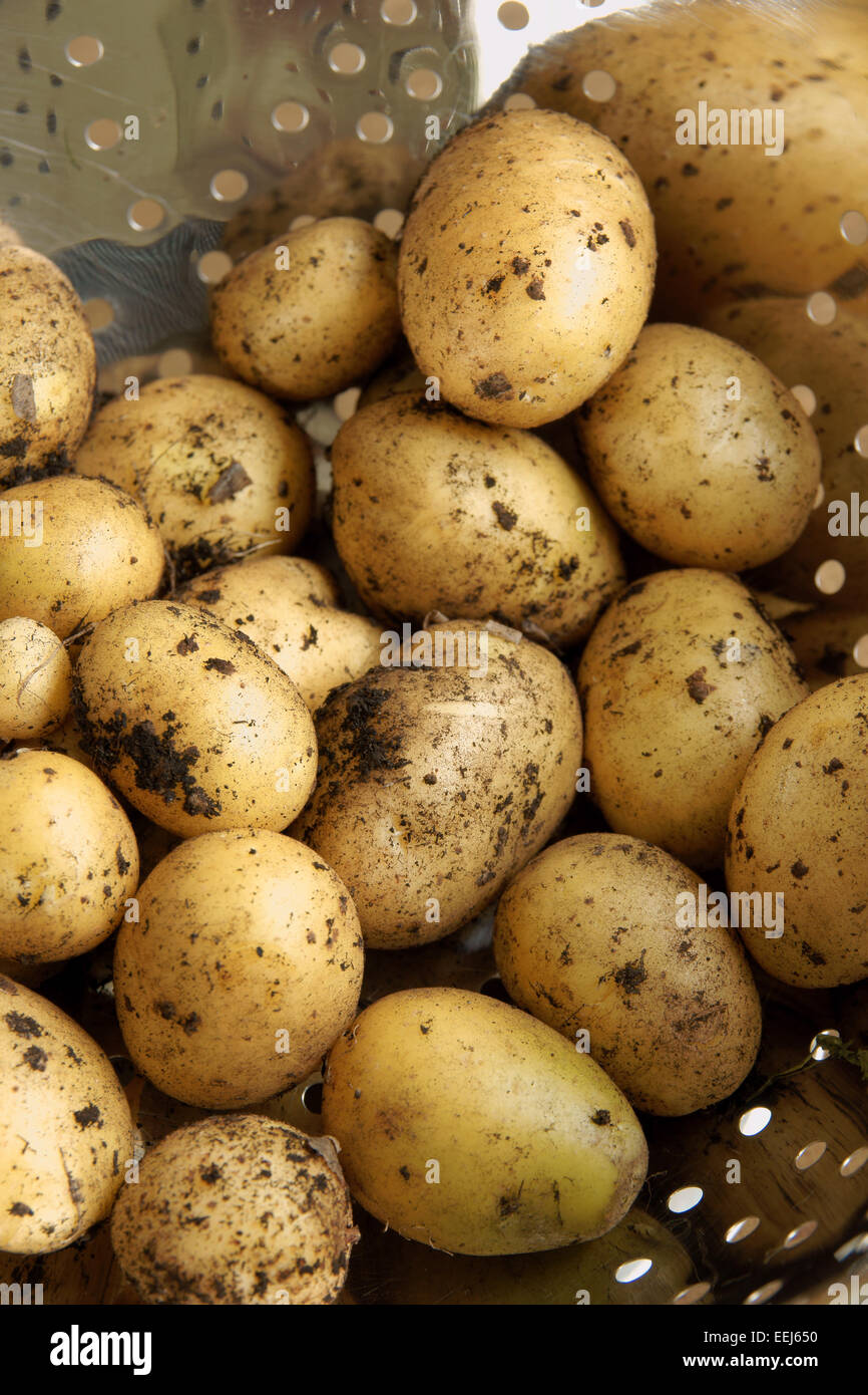 Crop of new potatoes fresh out of the ground Stock Photo - Alamy