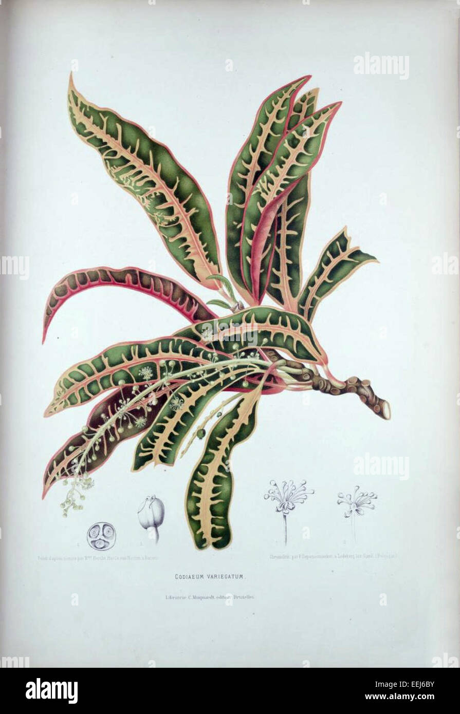 Berthe Hoola van Nooten was a prominent Dutch-born botanist and ...