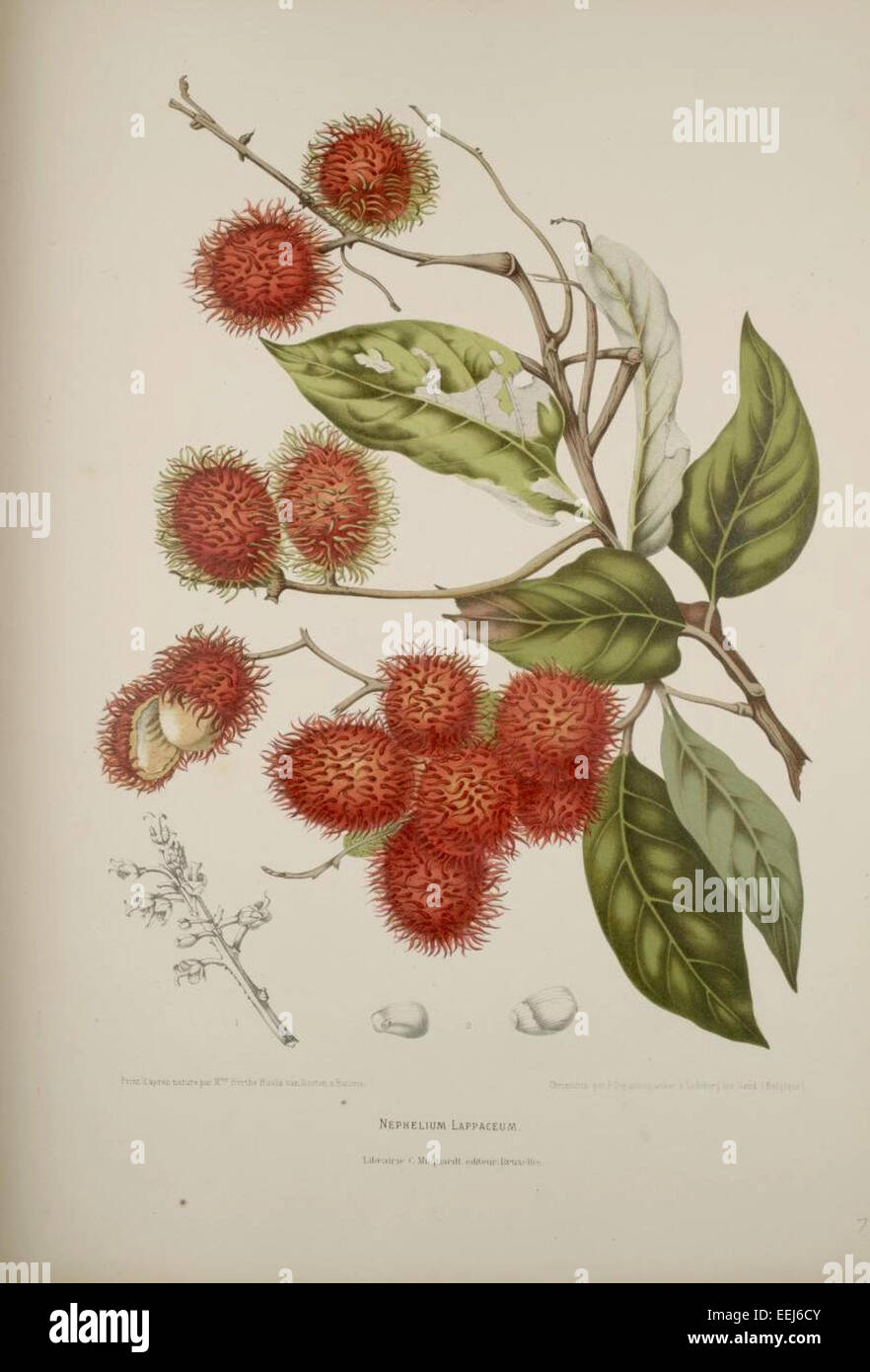 Berthe Hoola van Nooten was a Dutch-born botanical artist renowned for ...
