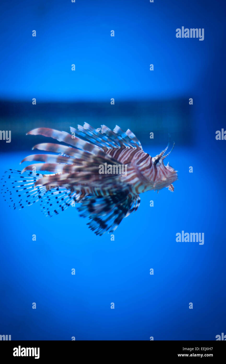 Scorpionfish at the Beijing Aquarium, Beijing, China Stock Photo - Alamy
