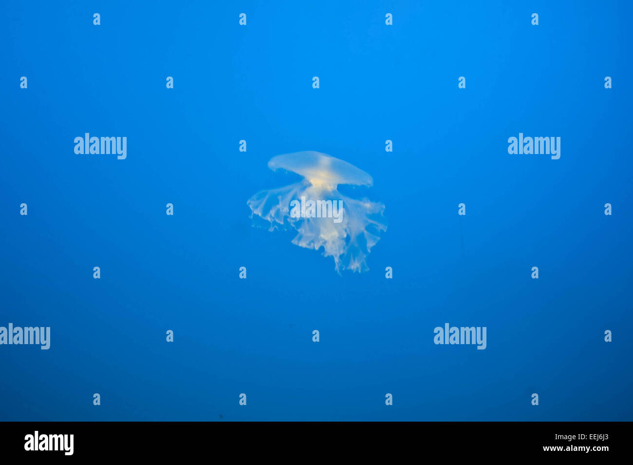 Small jellyfish at the Beijing Aquarium, Beijing, China Stock Photo - Alamy