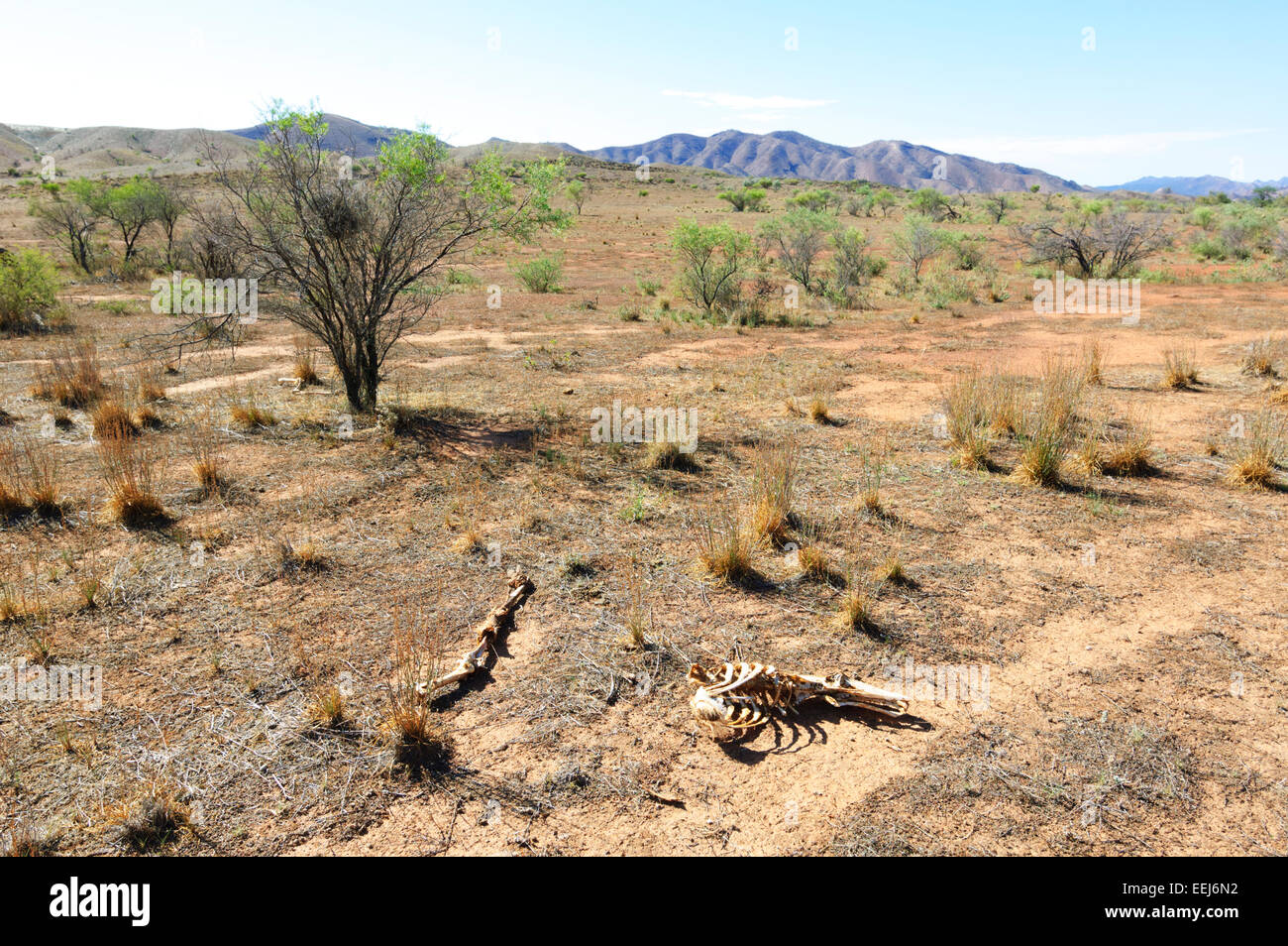 Dead animal bones hi-res stock photography and images - Alamy