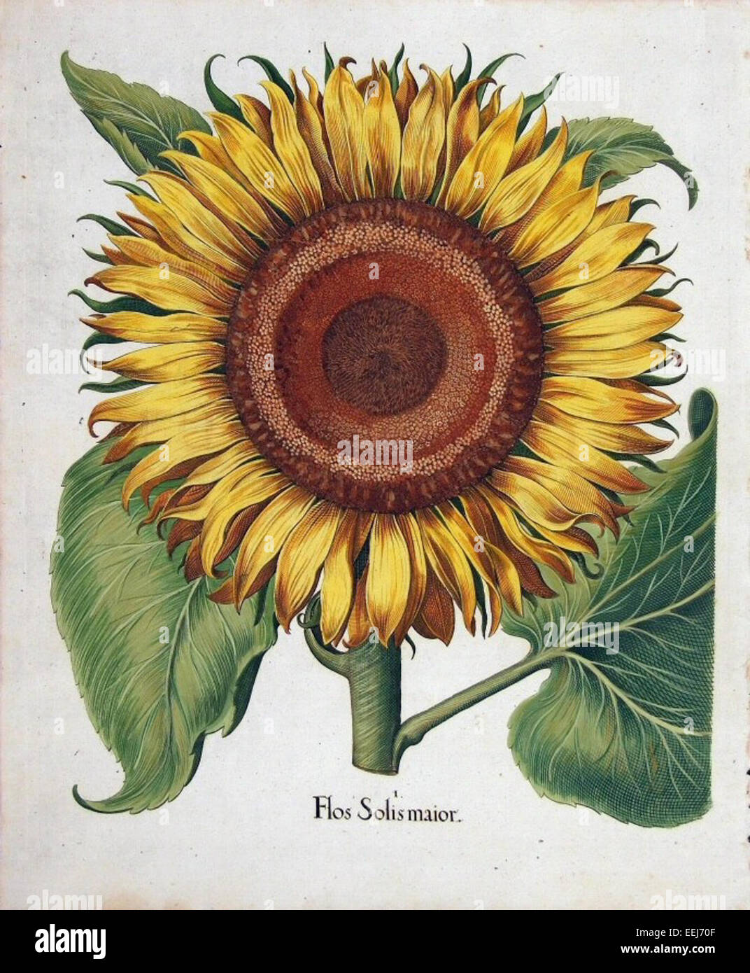 Besler hi-res stock photography and images - Alamy