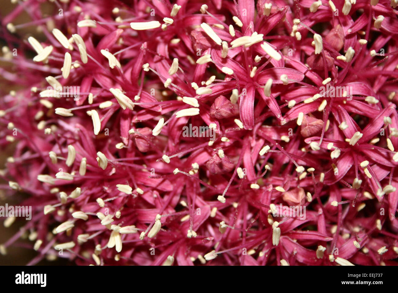 An illustration of Boophone disticha, a bulbous plant native to ...