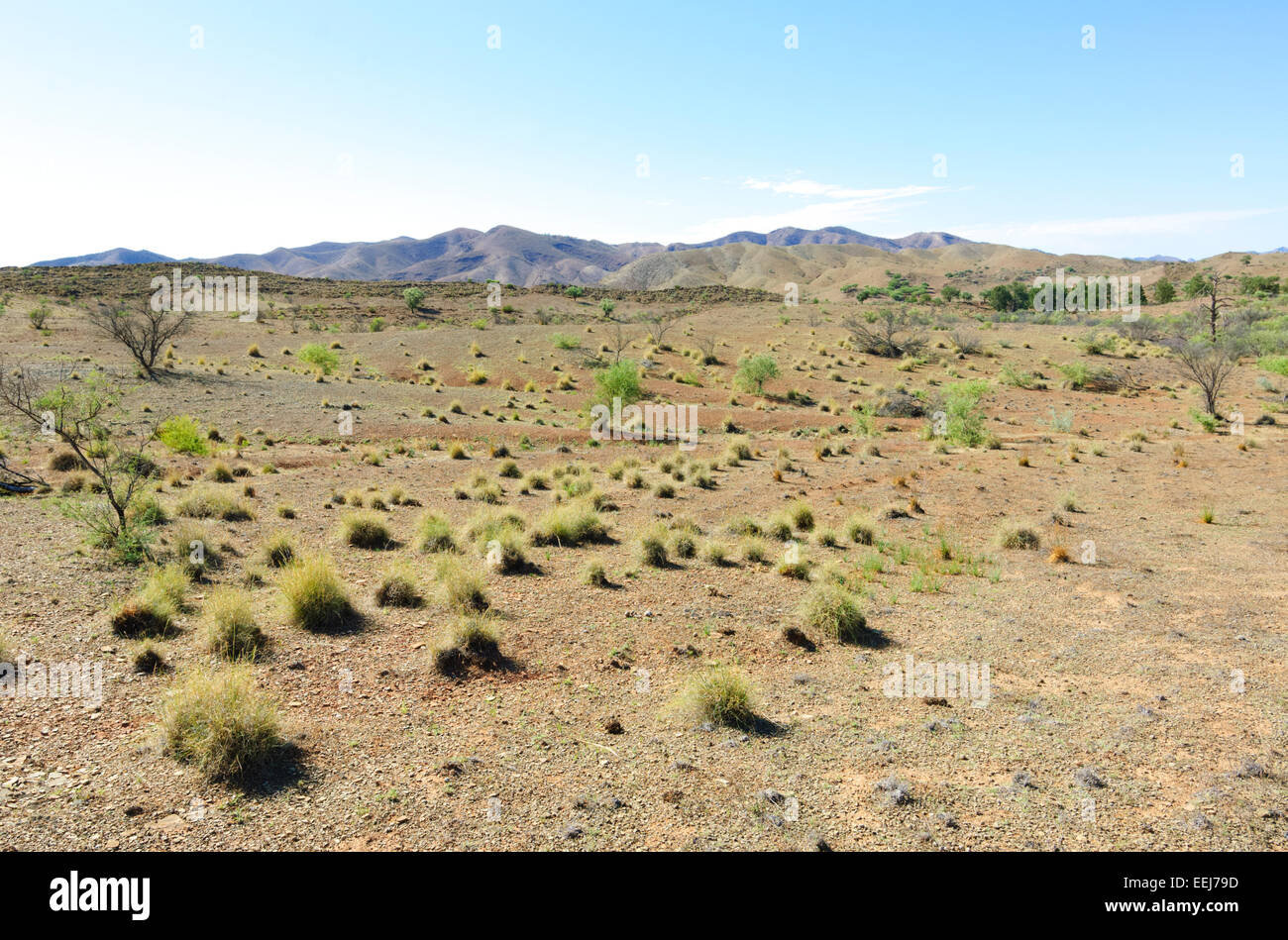Sparse grass growing in arid Flinders Ranges, South Australia Stock ...
