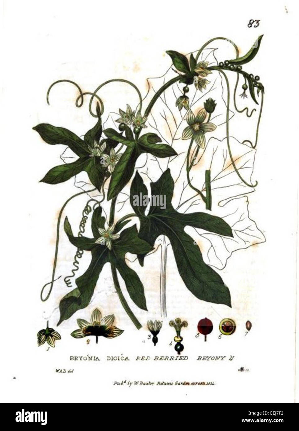 Bryonia dioica, also known as red-berried bryony, is a climbing plant ...