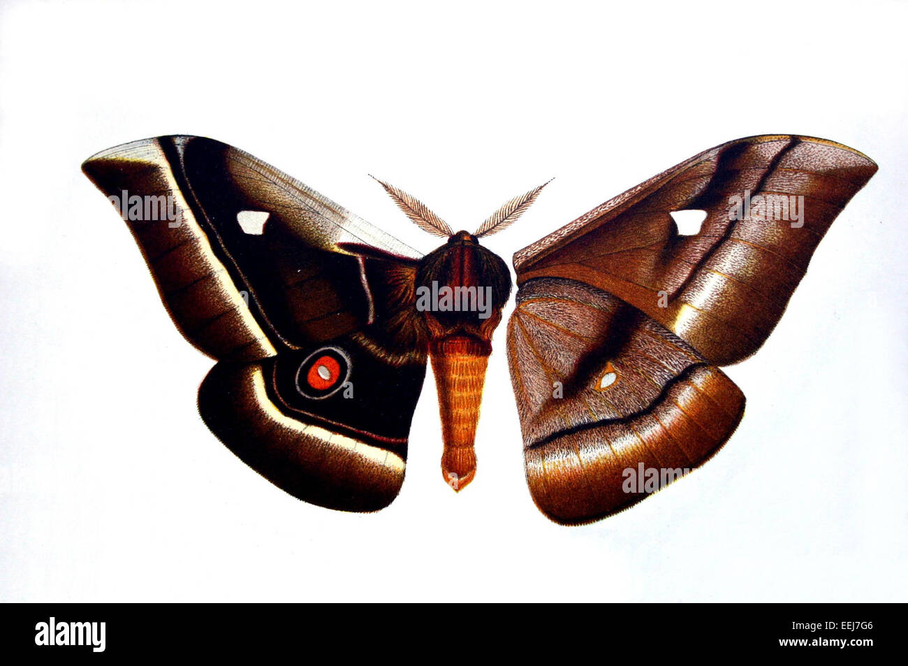 Bunaea Alcinoe High Resolution Stock Photography and Images - Alamy