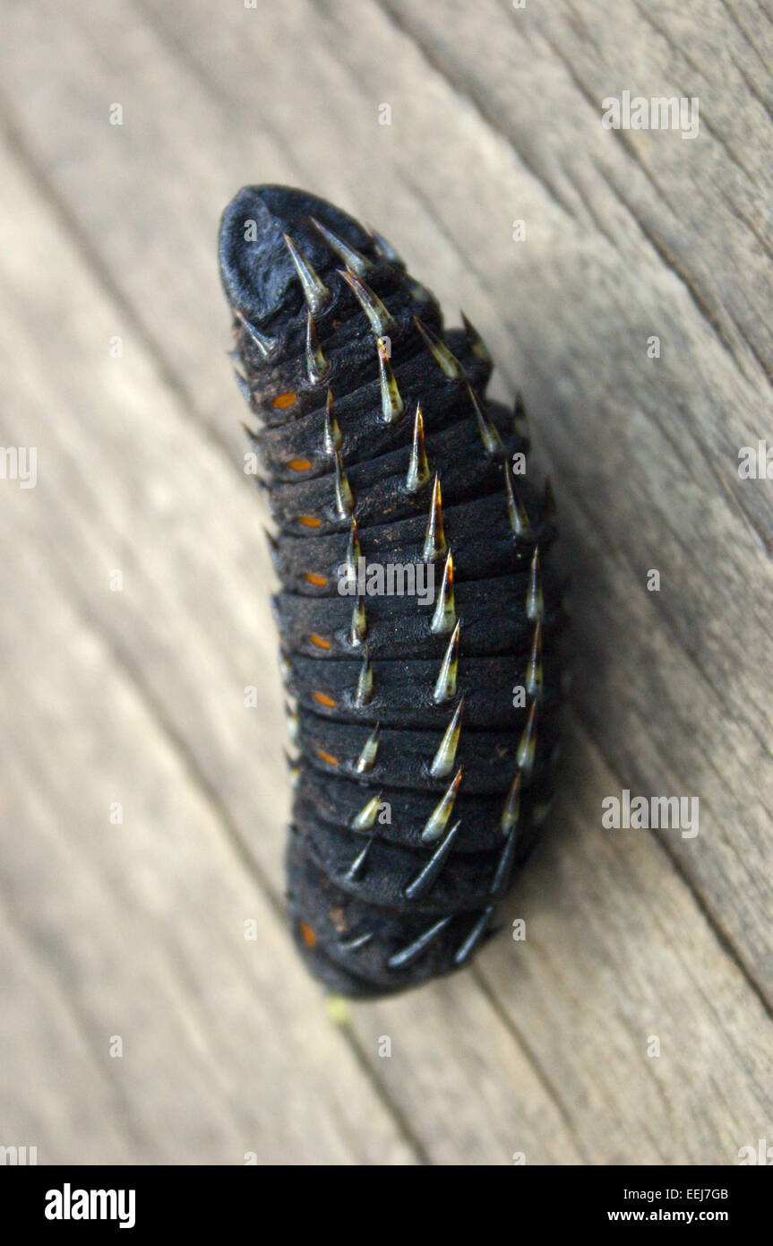 Alcinoe hi-res stock photography and images - Alamy