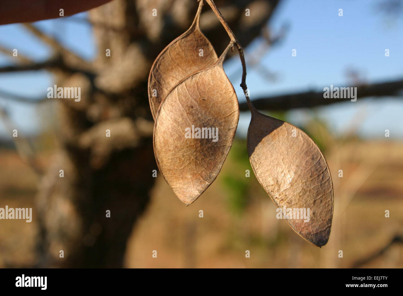 Burkea africana, known as the wild syringa, is a deciduous tree native ...