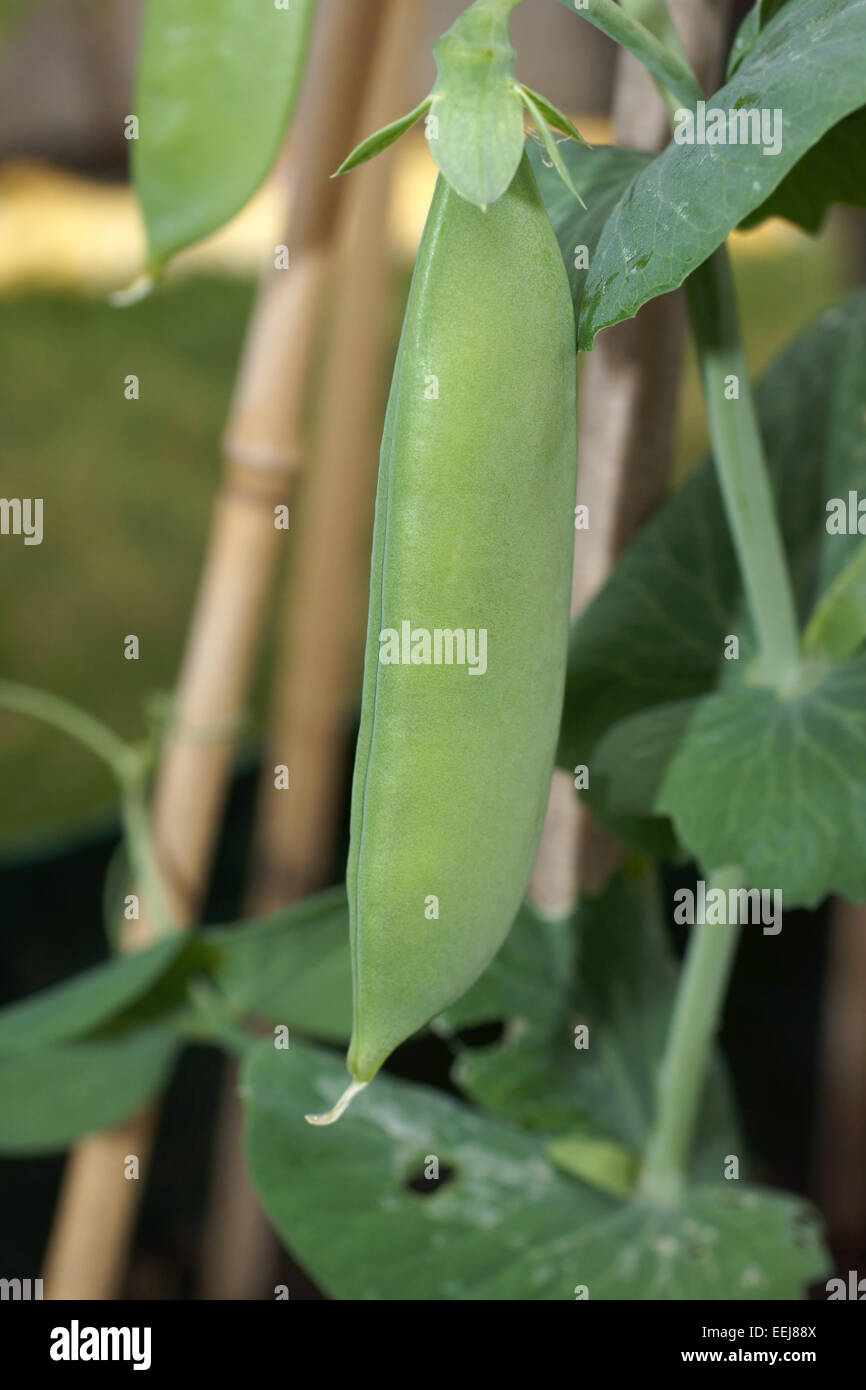 Crop peas growing in hi-res stock photography and images - Alamy
