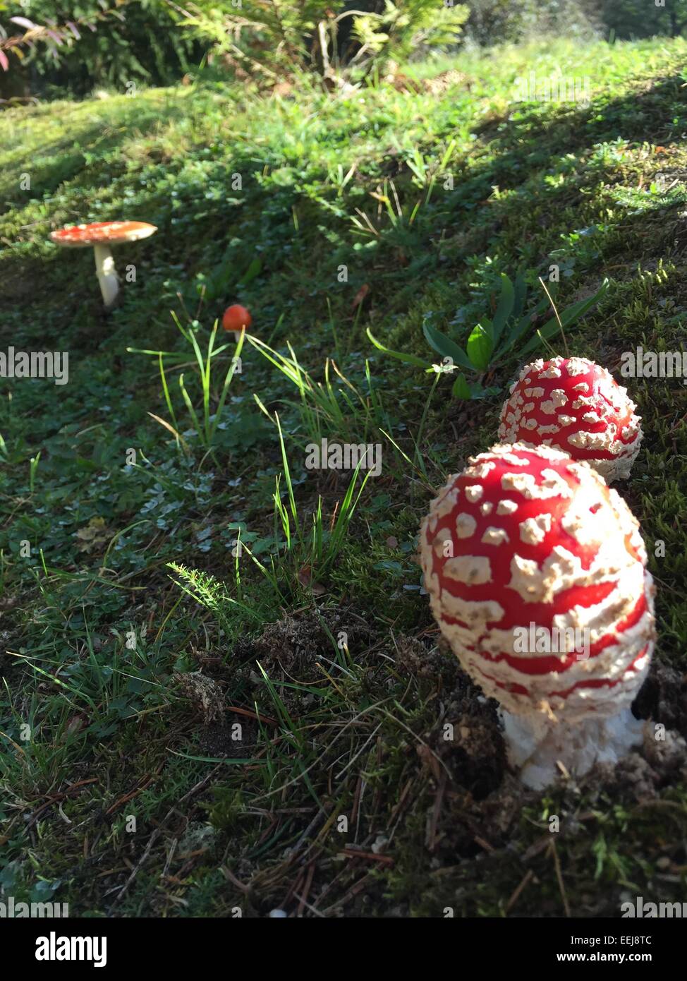 Toadstool Species High Resolution Stock Photography and Images - Alamy