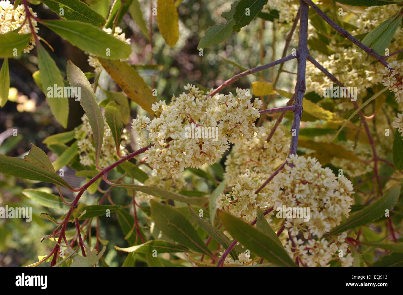 Catha edulis khat plant native hi-res stock photography and images - Alamy