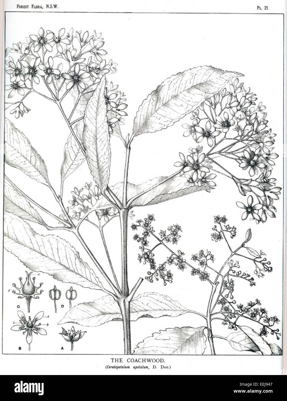 Ceratopetalum apetalum, commonly known as the Coachwood, is an ...