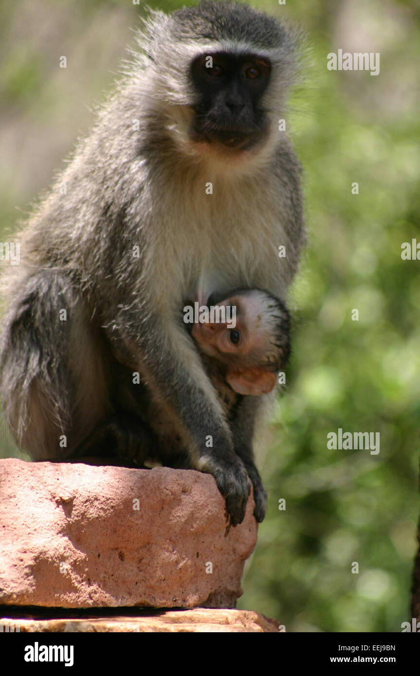 Cercopithecus pygerythrus, commonly known as the vervet monkey, is a ...