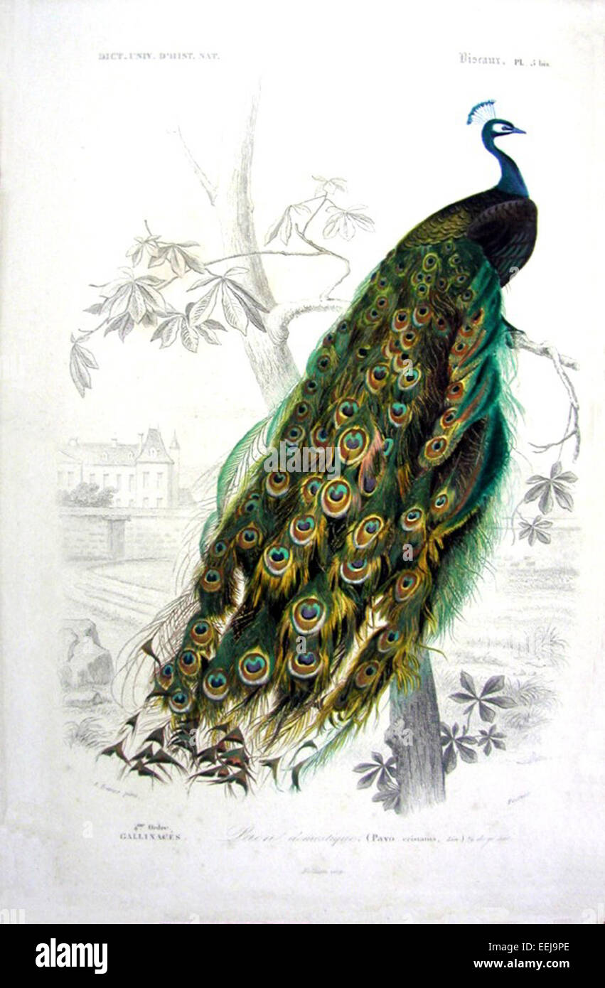 Charles d'Orbigney was a notable French botanist and entomologist ...