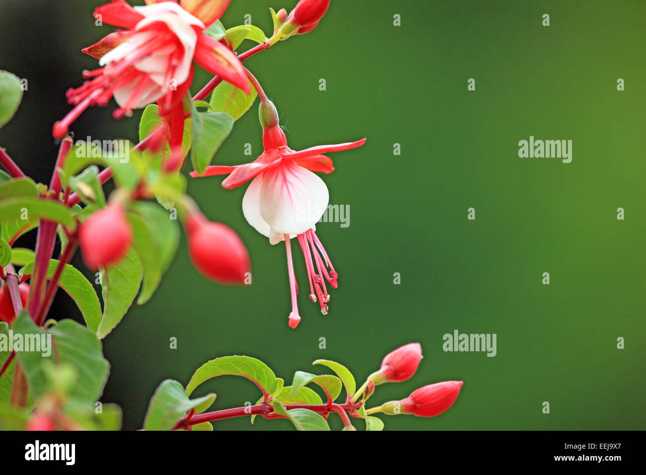 Fuchsia flower against a green background Stock Photo - Alamy