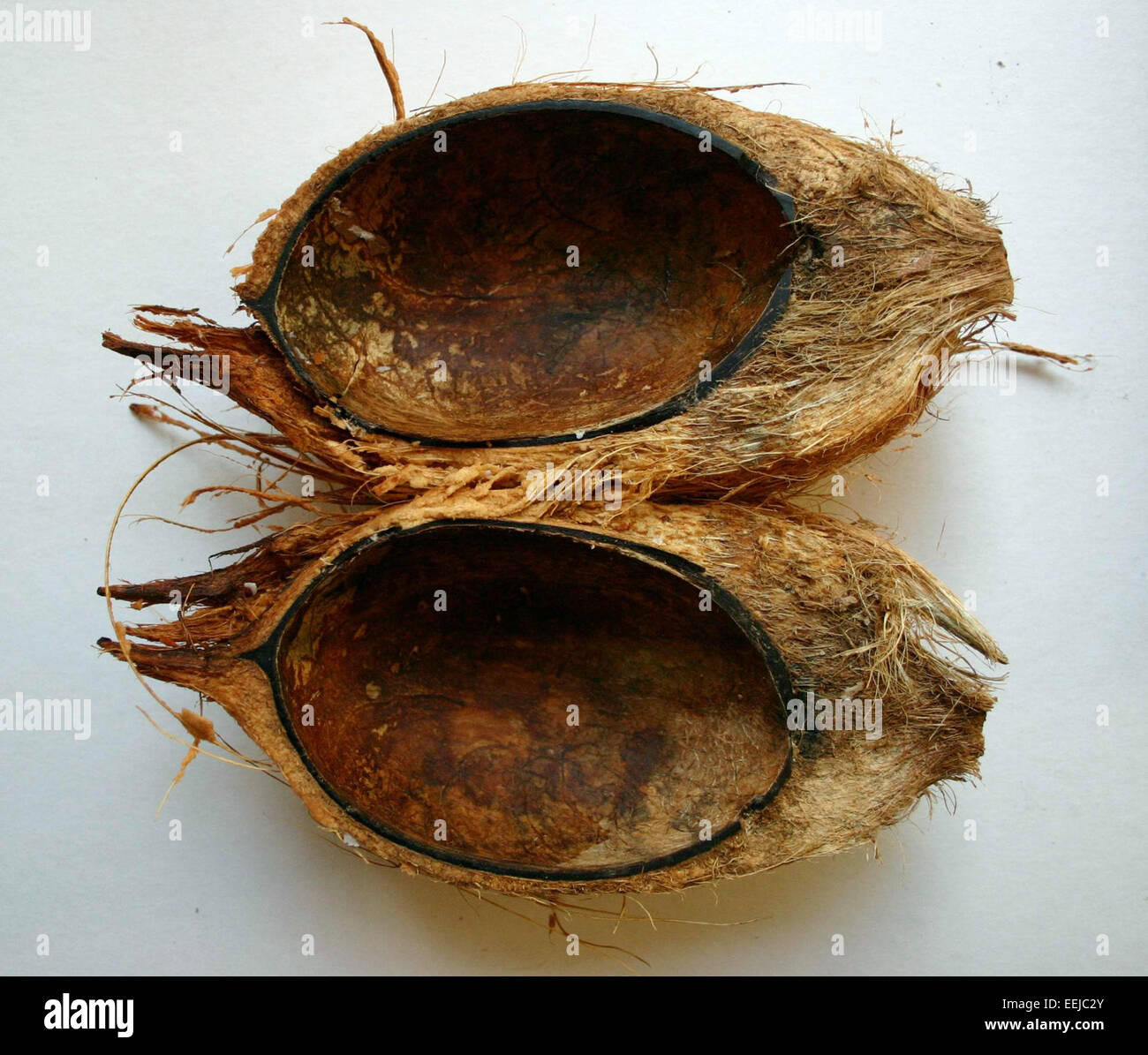 Cocos nucifera, commonly known as the coconut tree, is a tropical ...