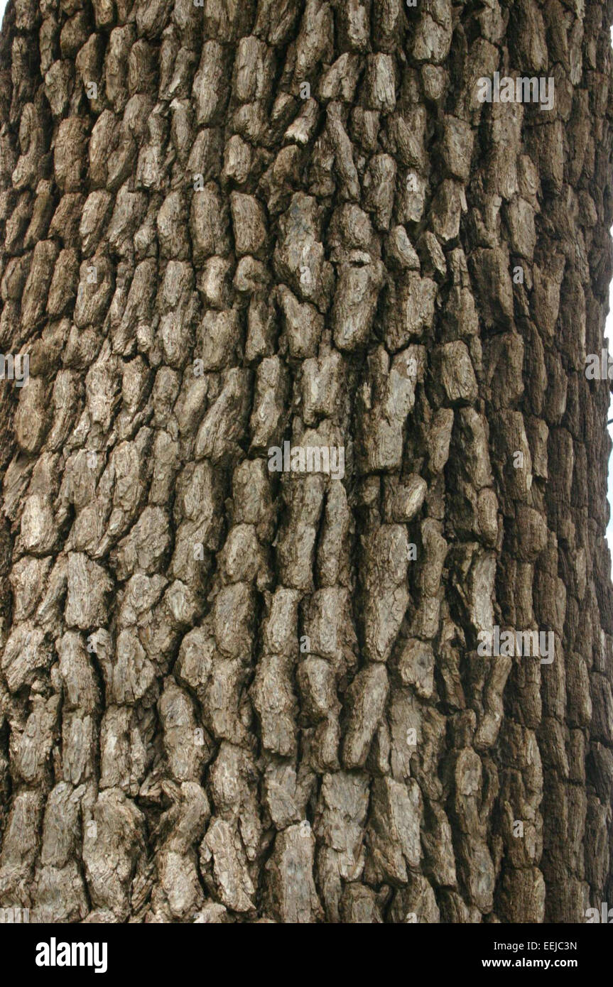 Combretum imberbe is a species of flowering plant native to Southern ...