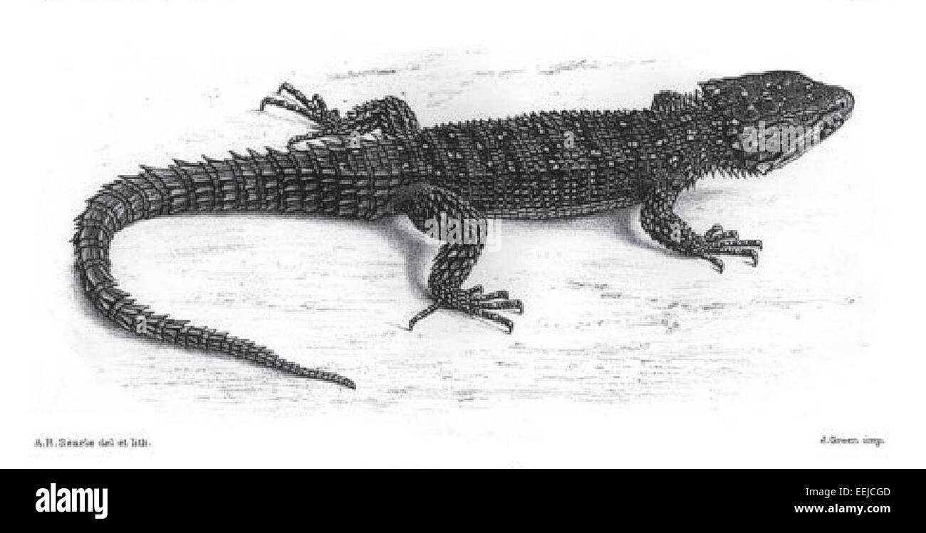 Cordylus warreni, commonly known as Warren's girdled lizard, is a ...